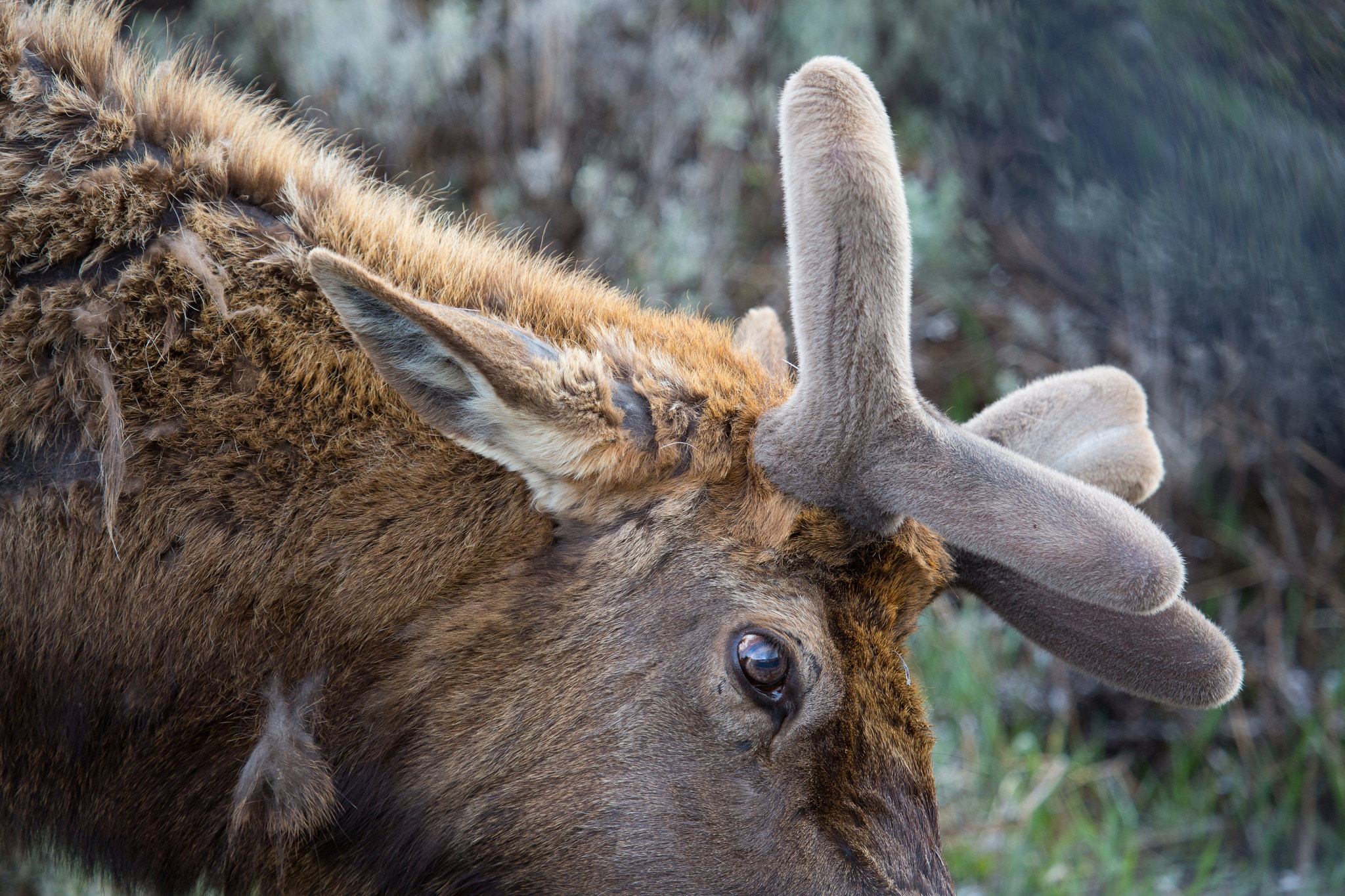 Yellowstone Natural History Elk Yellowstone Insider