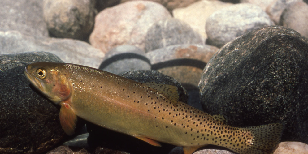 Rotenone Usage To Target Nonnative Fish on Upper Gibbon River ...