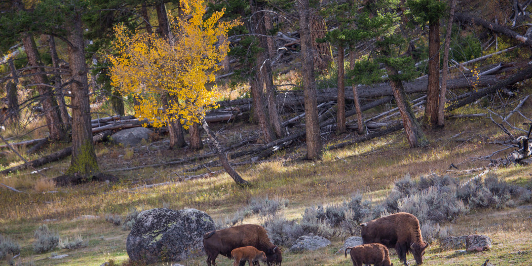 Visiting Yellowstone In Autumn - Yellowstone Insider