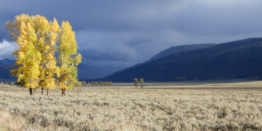 Yellowstone Fall Photo Festival Happening September 24 - Yellowstone ...