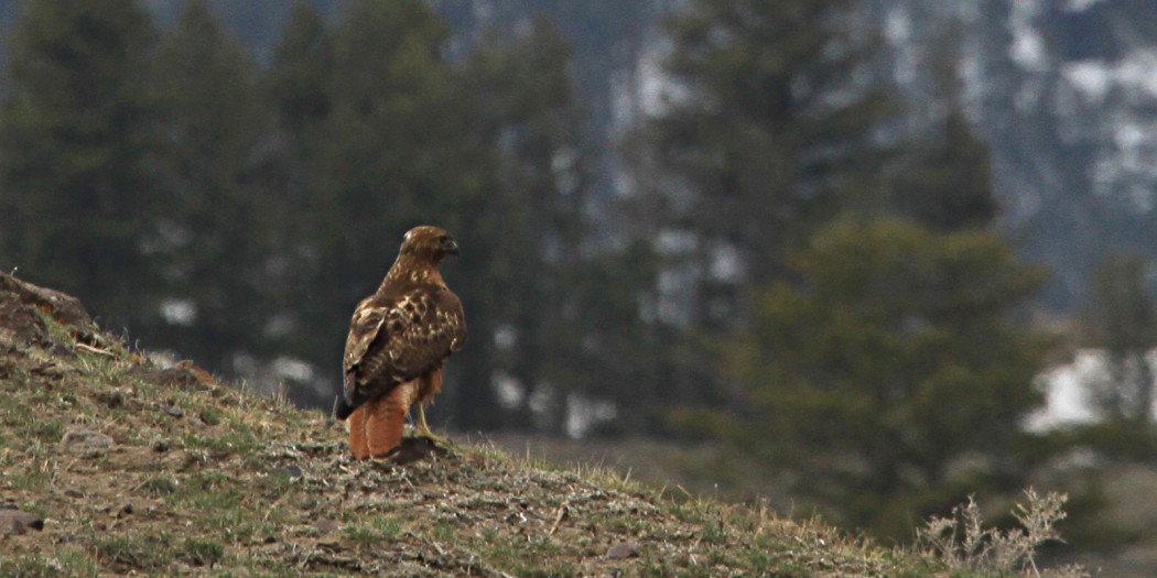 Hayden Valley Hawk Watch Happening September 20 - Yellowstone Insider