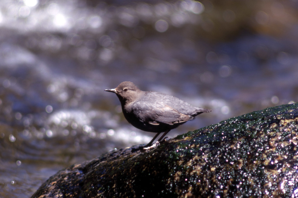 Yellowstone Natural History: The Water Ouzel - Yellowstone Insider