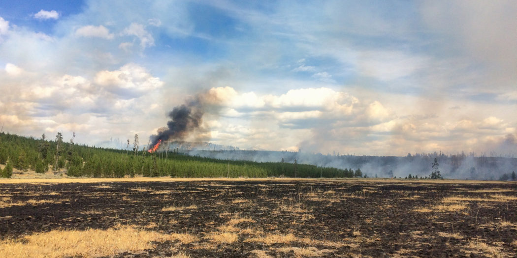 Maple Fire Grows Overnight In Yellowstone To 14,000 Acres - Yellowstone ...