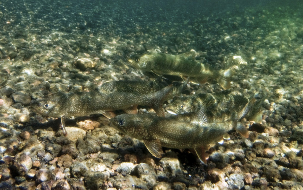 Lake Trout Numbers Down in Yellowstone Lake - Yellowstone Insider