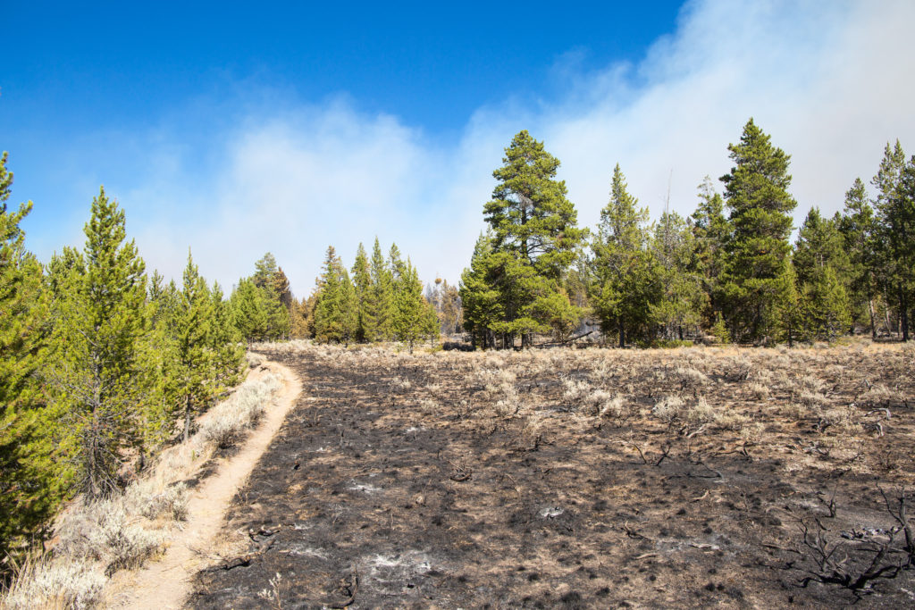 Jasper Fire Out In Yellowstone National Park - Yellowstone Insider