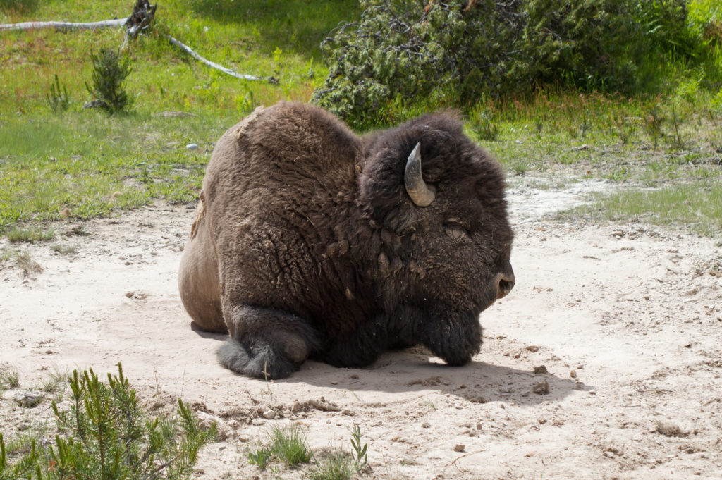Utah Couple Injured by Bison in Mud Volcano Area of Yellowstone ...
