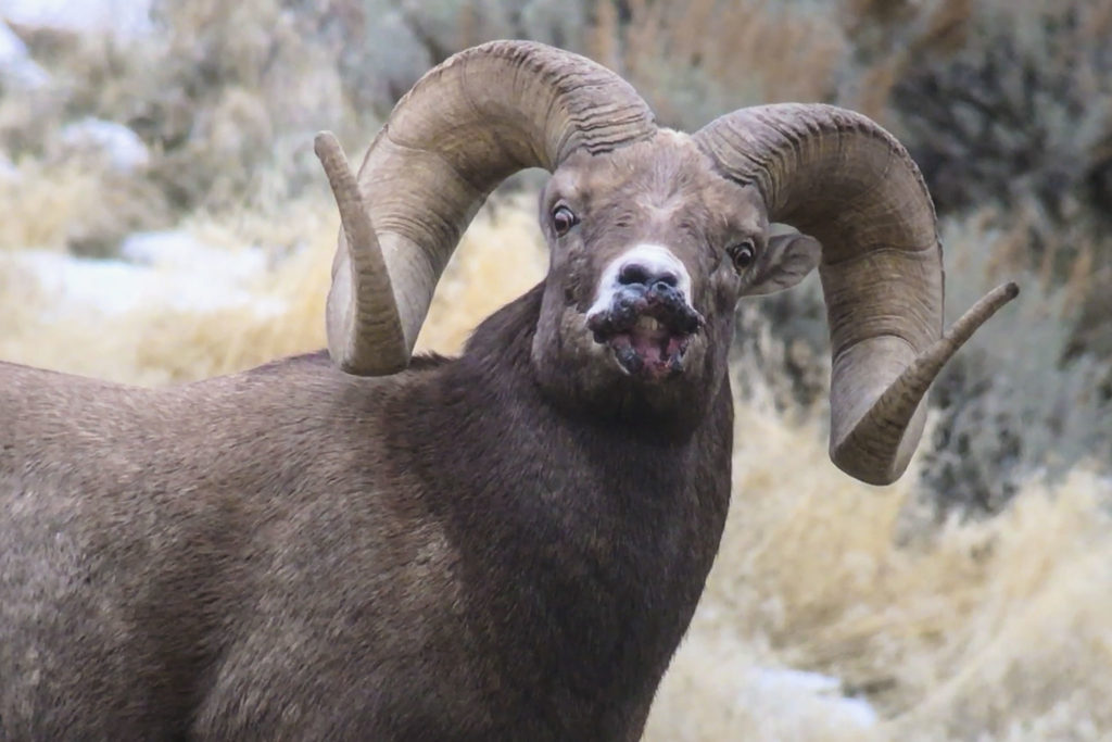Sore Mouth Disease Seen in Yellowstone Bighorn Sheep - Yellowstone Insider