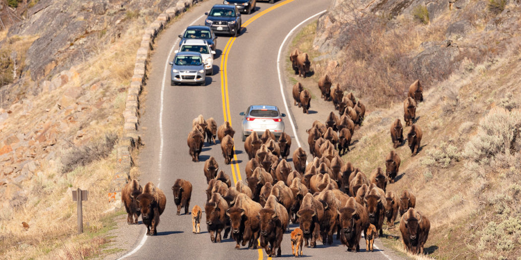 Don't Mess With A Yellowstone Bison Stampede - Yellowstone Insider