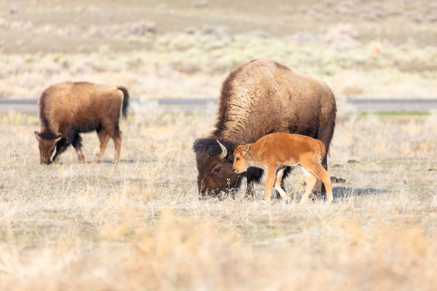 red-dog-2020-nps - Yellowstone Insider